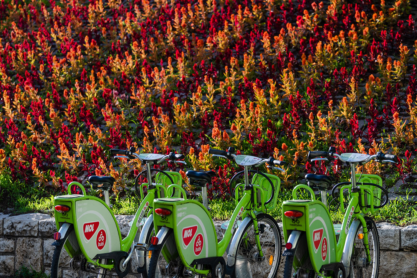 MOL BUBI community bike