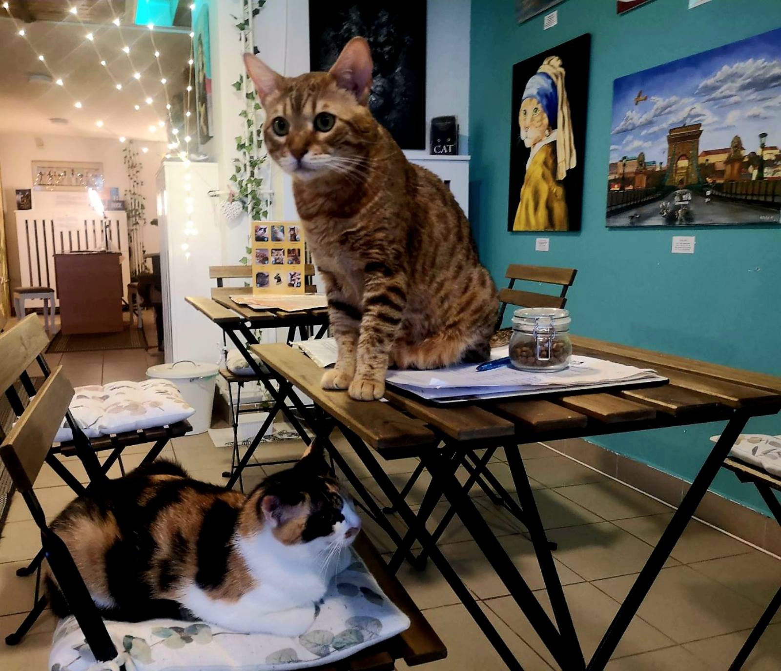 Musée de Chat Budapest